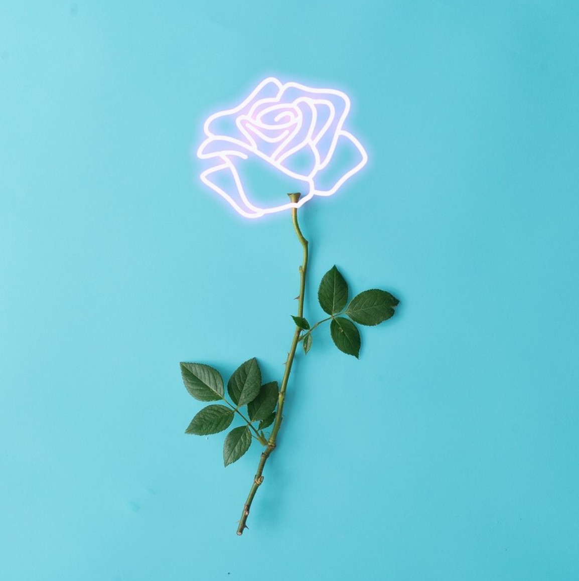 Rose - Smell the rose, look at this stunning LED Neon.